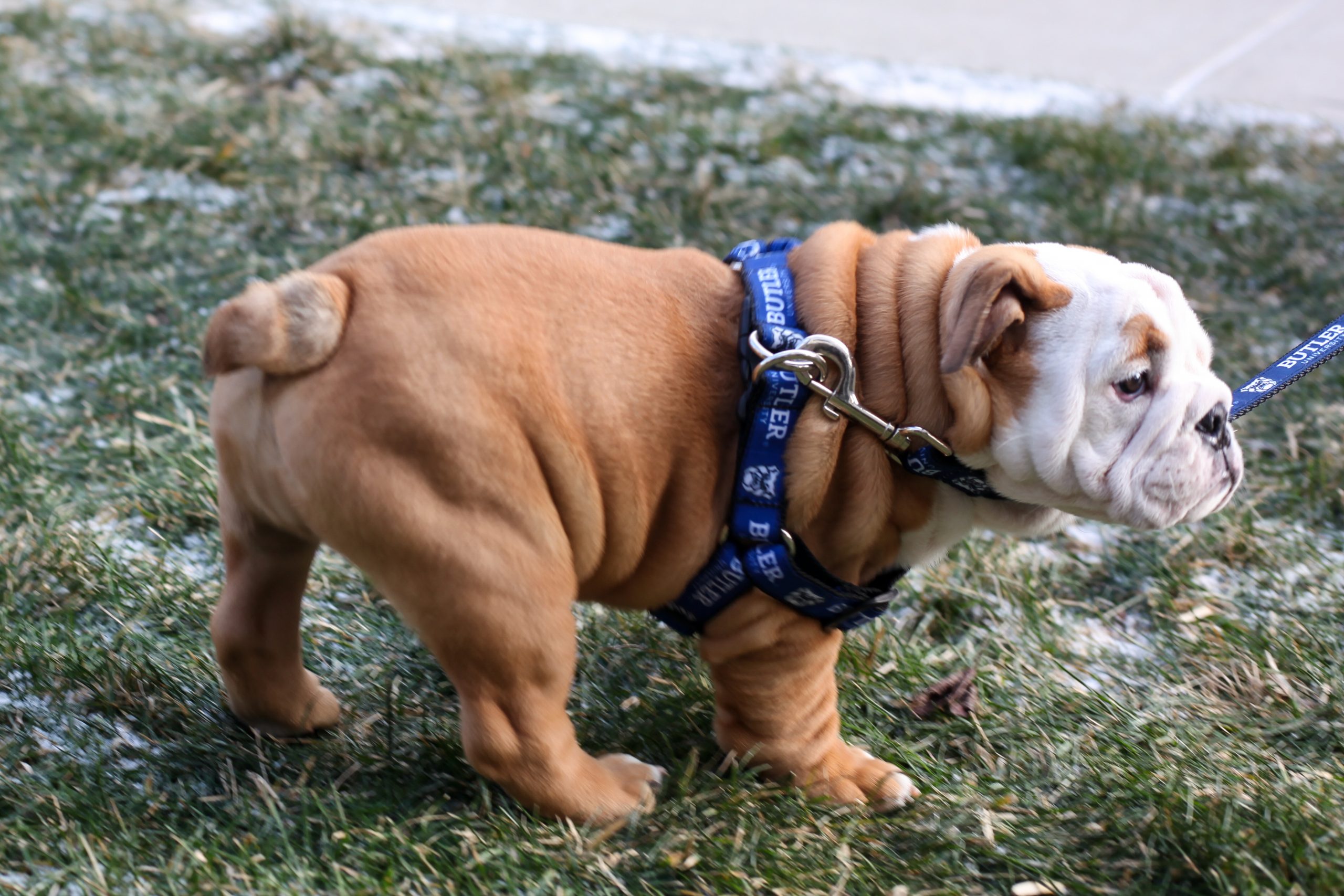 wrinklemonster | The Butler Collegian