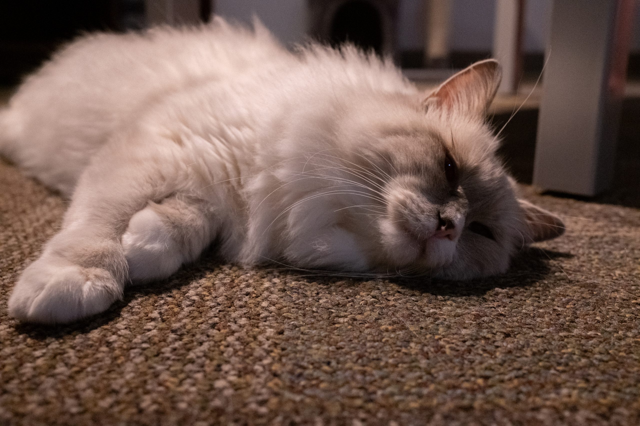 DSCF1741 | The Butler Collegian